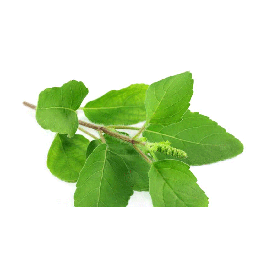 Thai Tulsi Pata (থাই তুলসী পাতা) 100gm